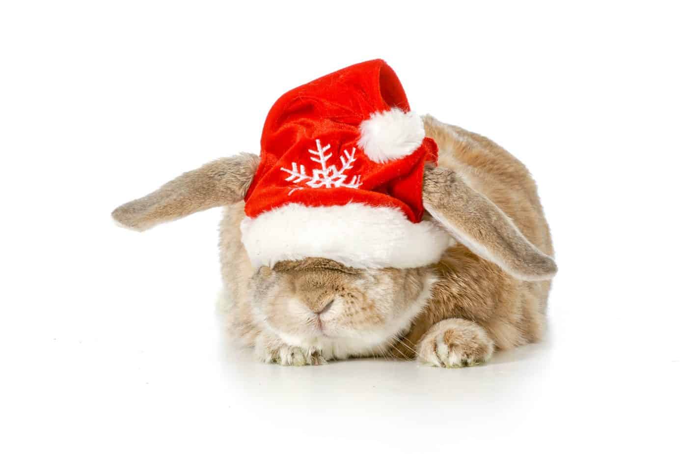 Happy Holidays Everyone! • Happy Bunnies Child Care School