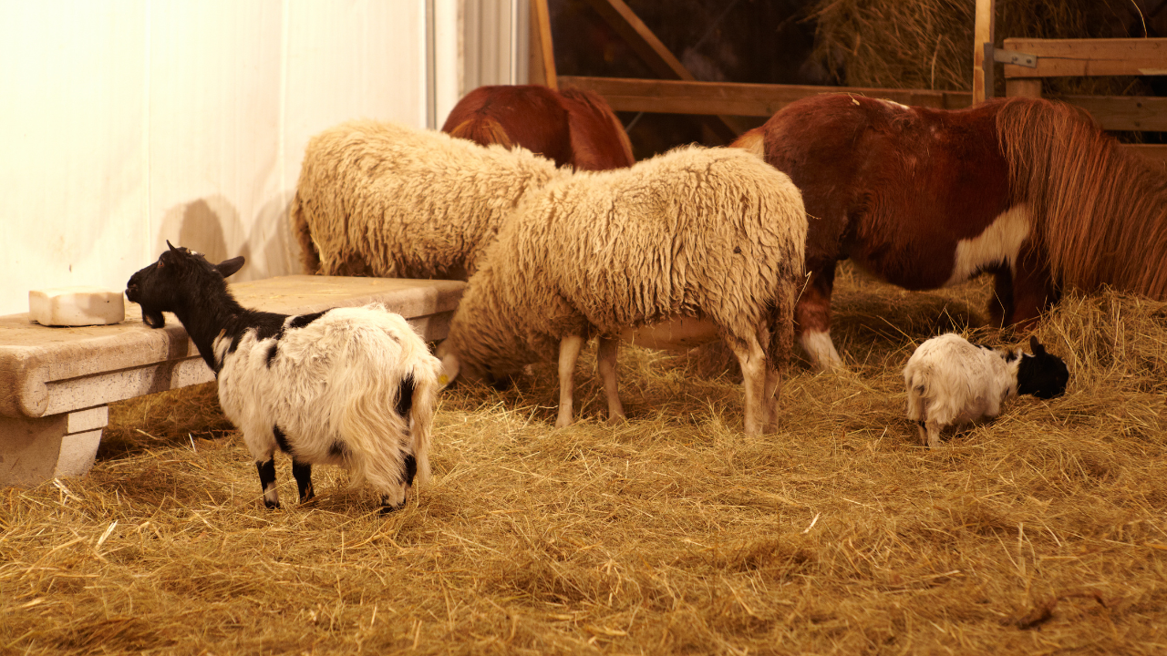 Farm Animal Bath At Happy Bunnies • Happy Bunnies Child Care School